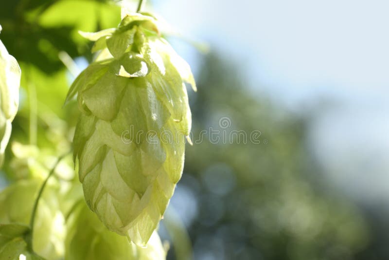 Fresh Green Hops Growing on Branch Outdoors, Closeup. Space for Text ...