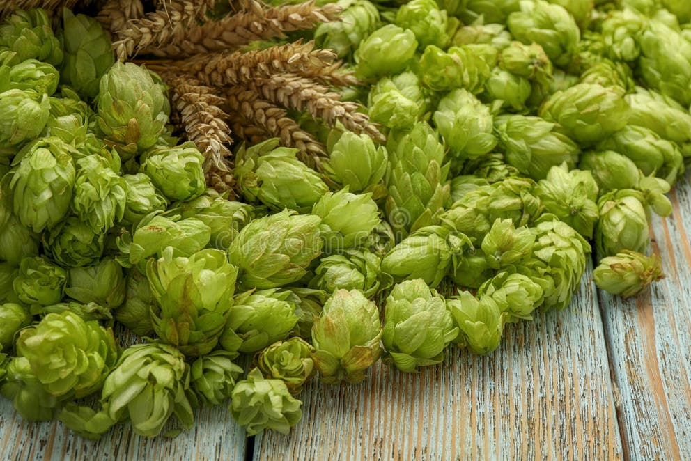 Fresh Green Hops and Spikes on Light Rustic Table, Closeup Stock Image ...