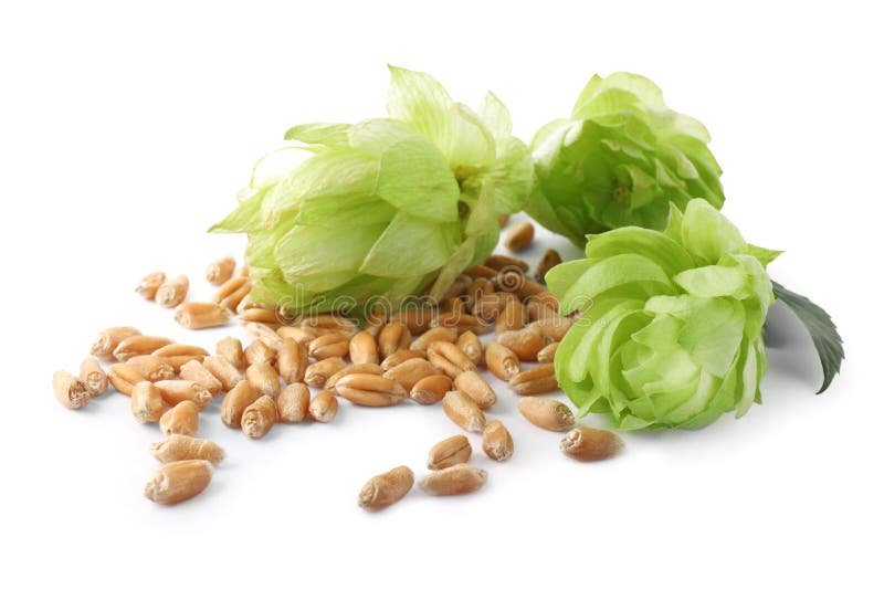 Fresh Green Hops and Wheat Grains on White Background Stock Image ...