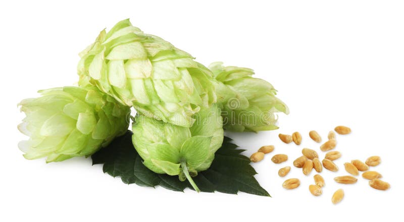 Fresh Green Hops and Wheat Grains on White Background Stock Image ...