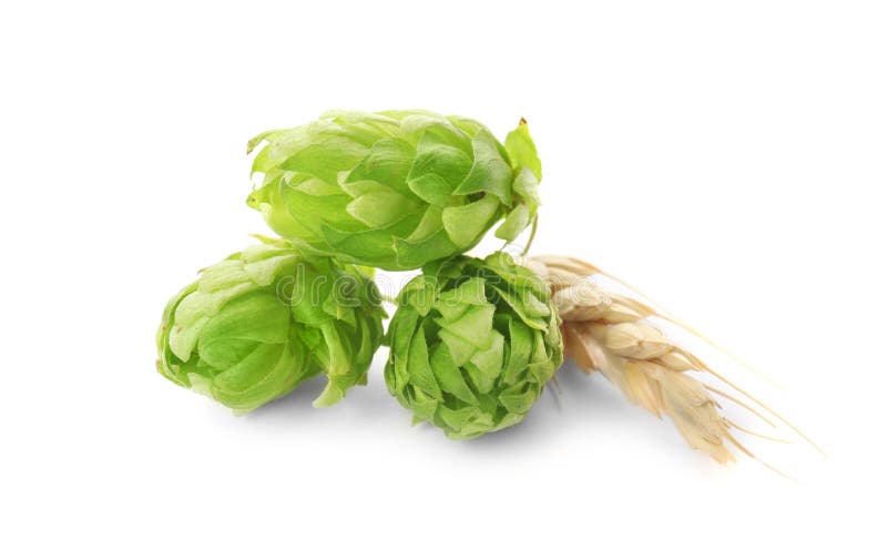 Fresh Green Hops and Wheat Spike Stock Image - Image of background ...