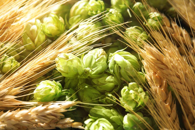 Fresh Green Hops and Wheat Spikes Stock Photo - Image of grain, herbal ...