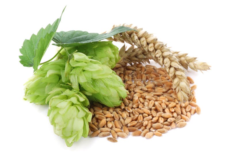 Fresh Green Hops, Wheat Spikes and Grains on White Background Stock ...