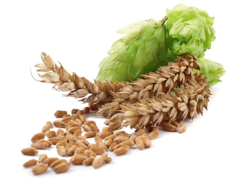 Fresh Green Hops, Wheat Spikes and Grains on White Background Stock ...