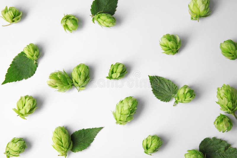 Fresh Green Hops on White Background Stock Image - Image of brewery ...