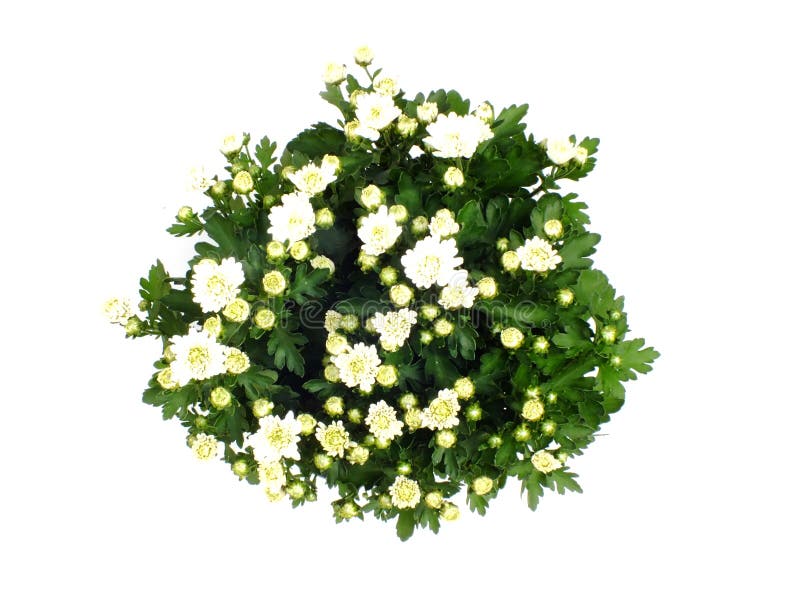 Green House Plants Top View Isolated on White Background Stock Photo ...