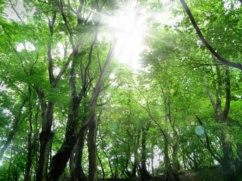 Fresh green image stock image. Image of healing, freshness - 22962739