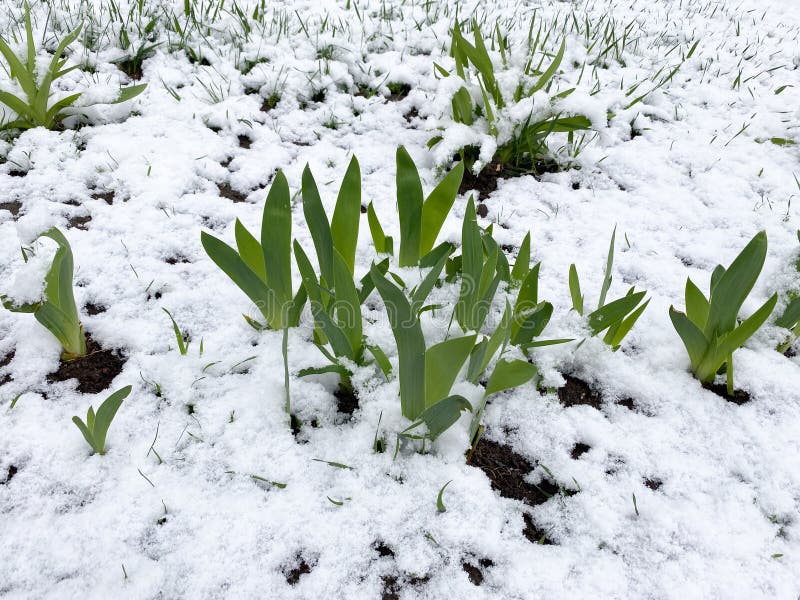 Fresh Green Iris Leaves Covered in Spring Snow Stock Photo - Image of ...