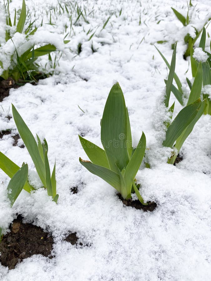 Fresh Green Iris Leaves Covered in Spring Snow Stock Image - Image of flower, landscape: 373690541