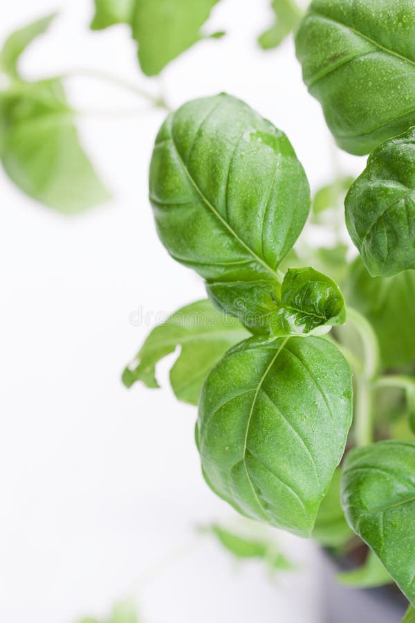 Fresh Green Italian Basil on a White Background Stock Photo - Image of ...