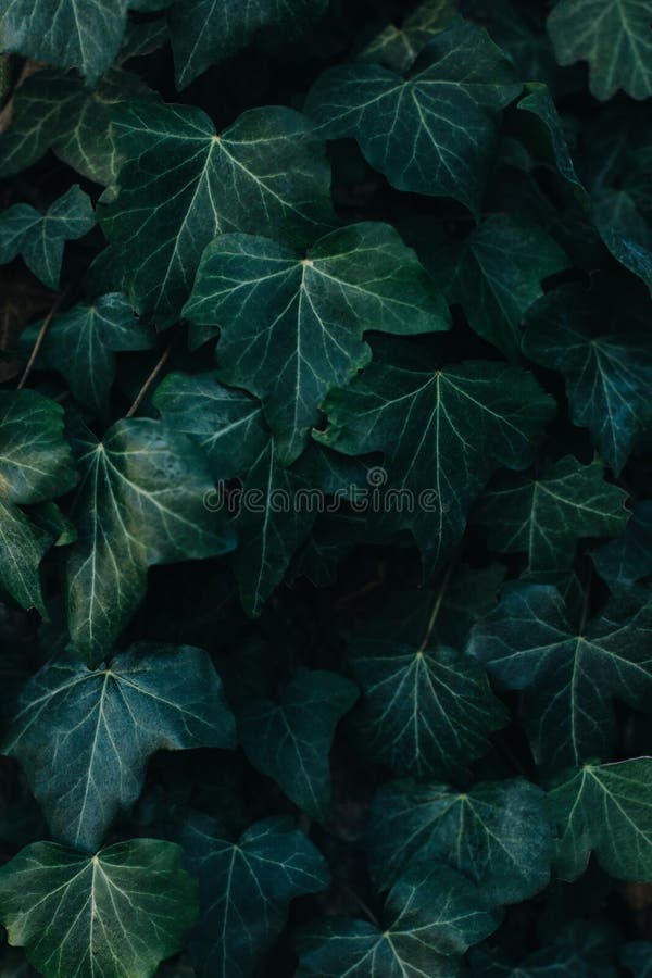 Fresh Green Ivy Leaves on a Dark Background Stock Photo - Image of ...