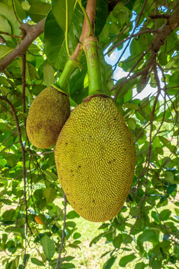 Green Jackfruit Growing on Jackfruit Tree Stock Photo - Image of ...