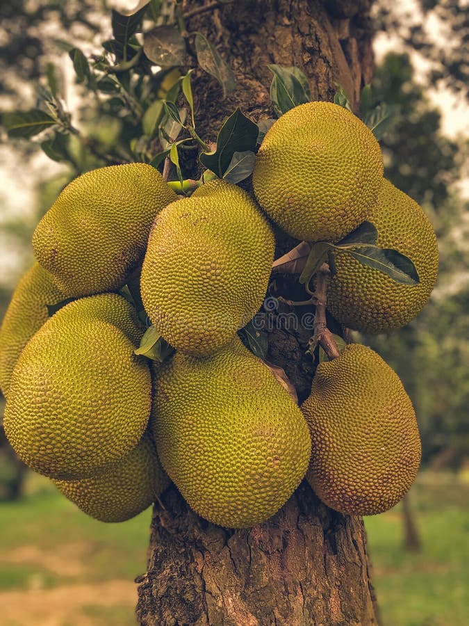 Fresh Green Jackfruit Hanging on Brunch Tree in the Garden. Jackfruit ...