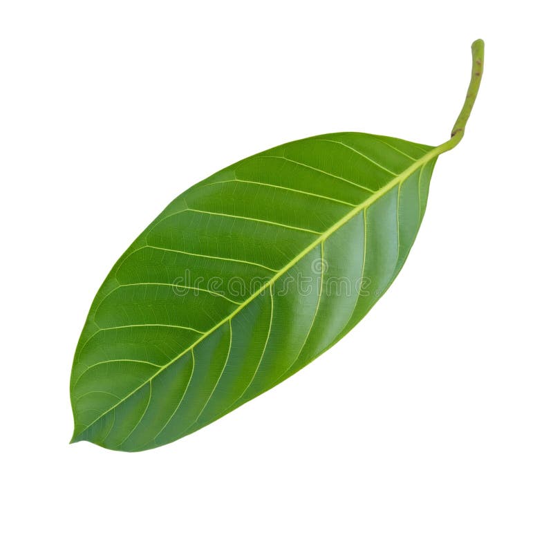 Fresh Green Jackfruit Leaf Isolated on Transparent Background, Perfect ...