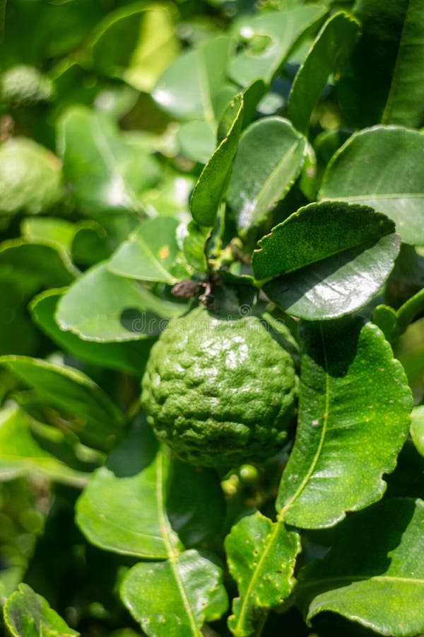 Fresh Green Kaffir Lime Fruit, the Fruit of a Kaffir Lime Tree, Stock ...