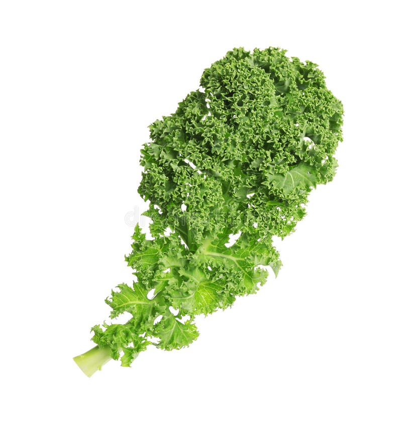 Fresh green kale leaf stock photo. Image of green, nutrient - 169406788