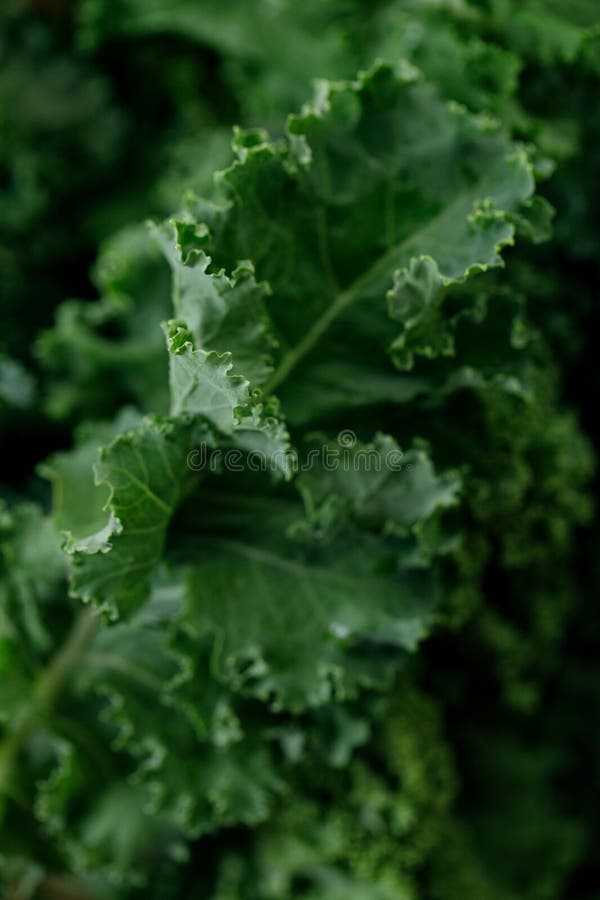 Kale or Leaf Cabbage Brassica Oleracea Bright Green Cultivar Closeup ...