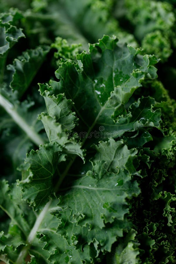 Kale or Leaf Cabbage Brassica Oleracea Bright Green Cultivar Closeup ...