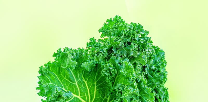 Fresh Green Kale Salad on a Bright Summer Background. Creative Layout ...