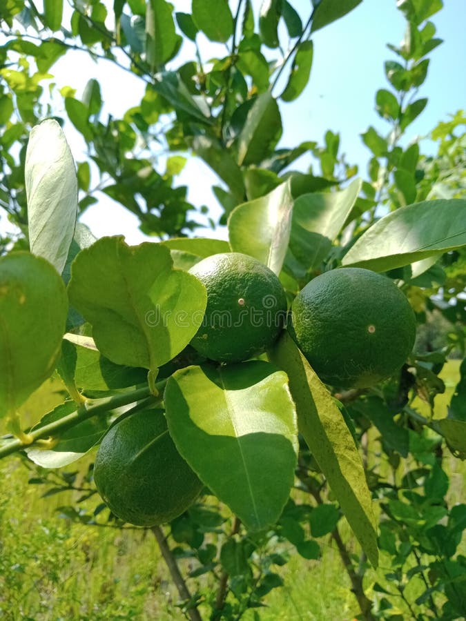 Fresh Green Key Lime on the Tree Stock Photo - Image of lemon, fresh ...