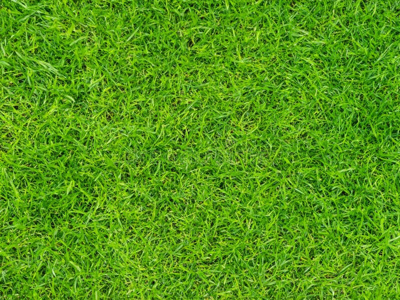 Grass Texture Background Green Lawn Stock Image - Image of growth ...
