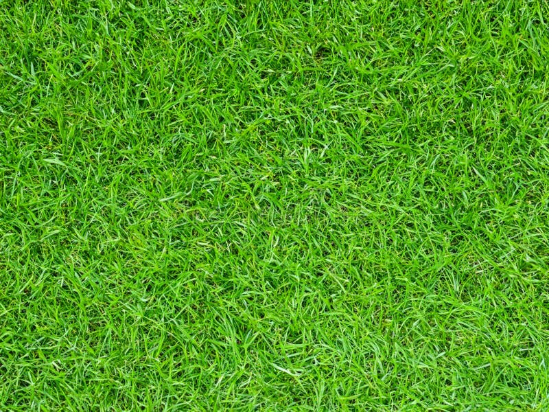 Grass Texture Background Green Lawn Stock Image - Image of growth ...
