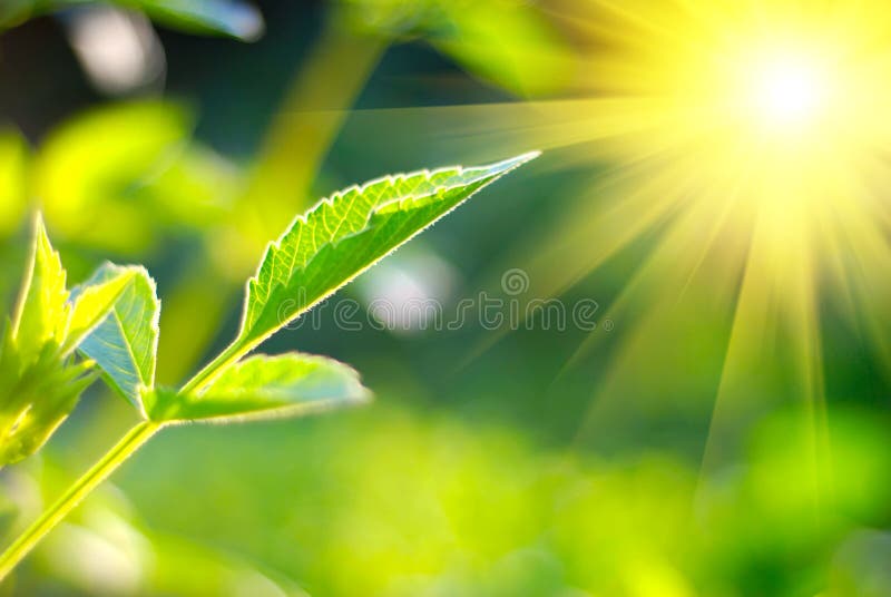Fresh green leaf stock image. Image of freshness, organic - 8643263