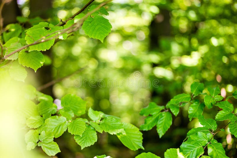 Fresh Green Leaf Backgrounds. Shallow Depth of Field Stock Image ...