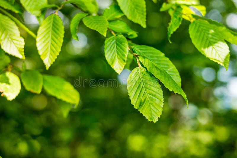 Fresh Green Leaf Backgrounds. Shallow Depth of Field Stock Image ...
