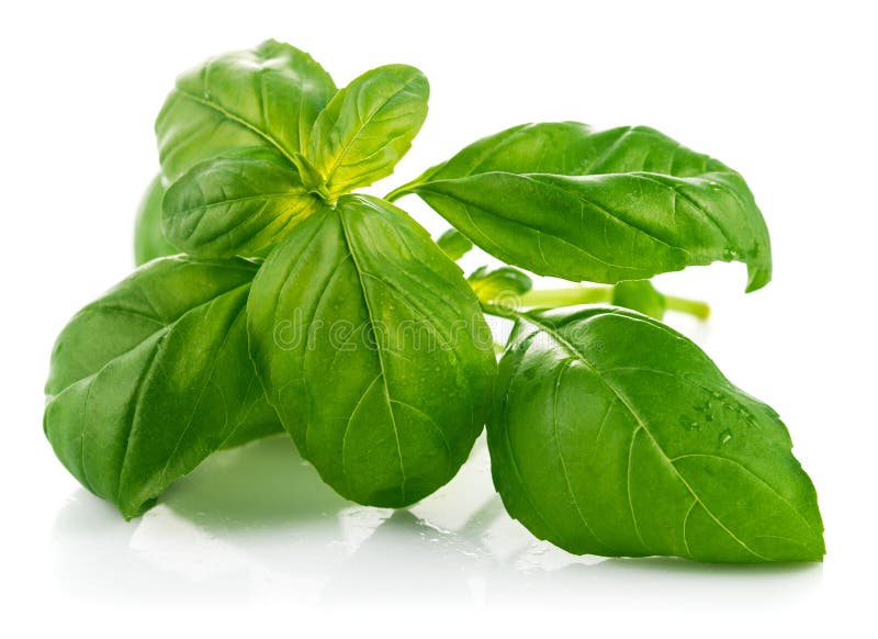Single basil leaf stock image. Image of basil, nature - 3473755