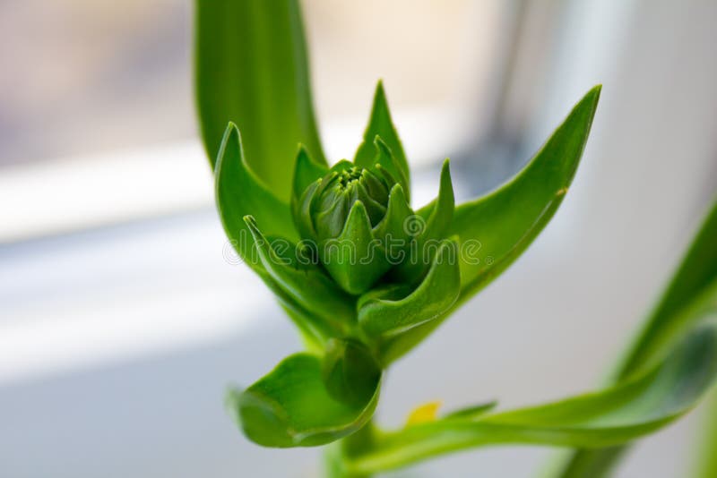 Fresh Green Leaf Bud. Macro Close Photo of a Plant Stock Image - Image ...