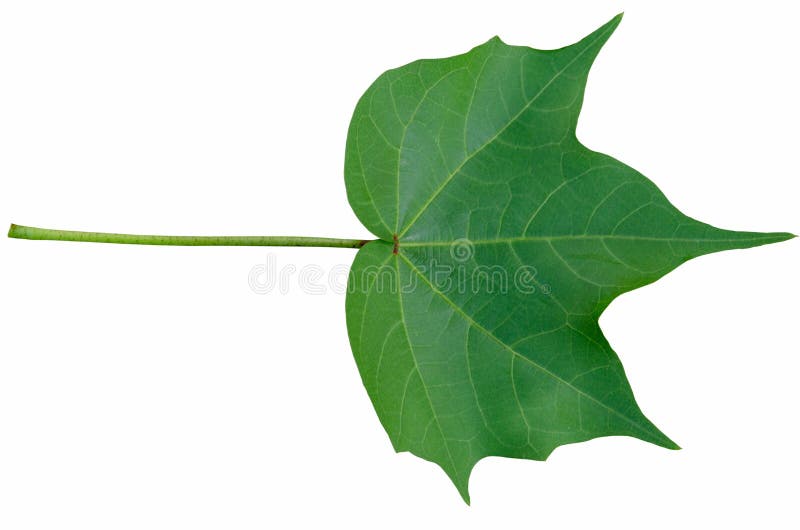 Fresh Green Leaf of Cotton Tree Stock Photo - Image of beautiful ...