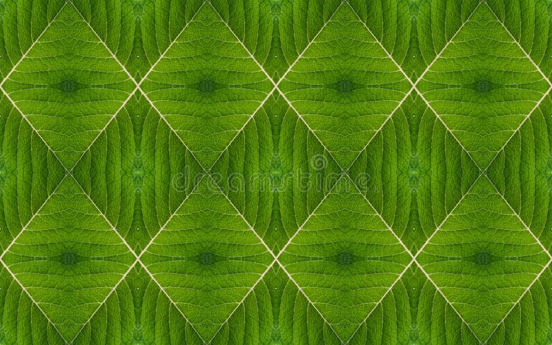 Fresh Green Leaf Details Pattern Stock Illustration - Illustration of ...