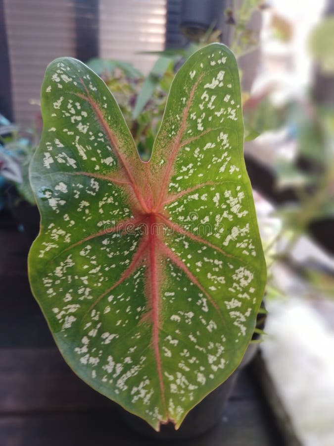 Fresh Green Leaf of Caladium Plant is Smiling Stock Image - Image of ...