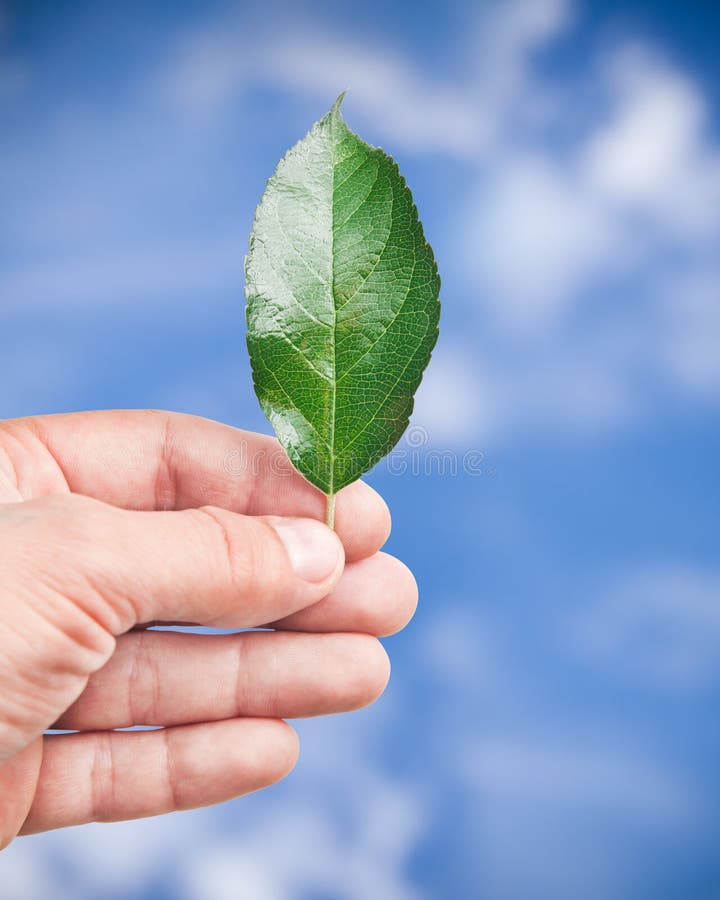 Fresh green leaf in hand stock image. Image of hand, ecology - 26157701
