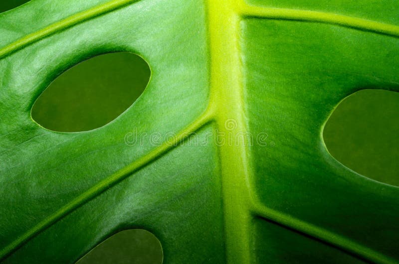 Fresh Green Leaf Monstera Plant Macro Stock Photo - Image of forest ...