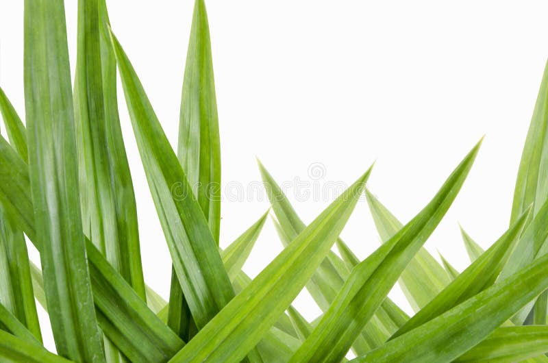 Fresh Green Leaf Pattern of Pandan on White Background Stock Image ...