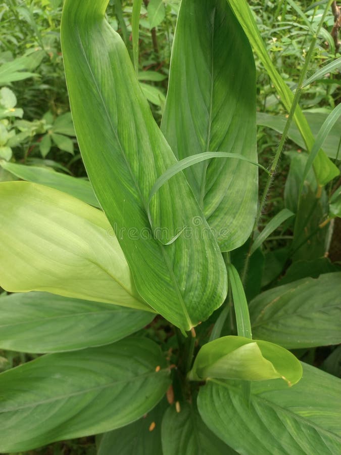Fresh Green Leaf Plants at Sight Stock Photo - Image of leaf, plants ...