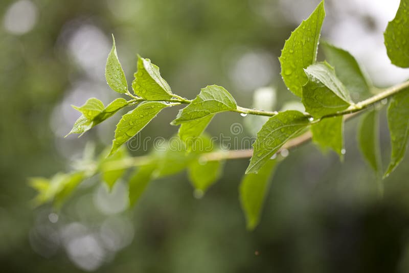 Fresh Green Leaf in Spring stock image. Image of leaf - 136153839