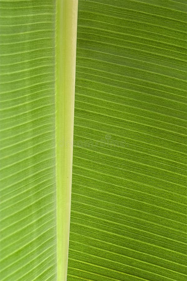Fresh green leaf structure stock image. Image of organic - 19371711