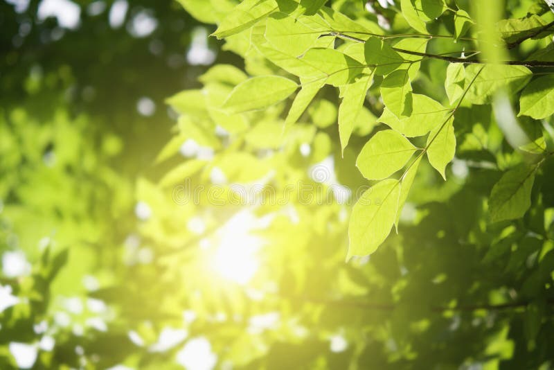 Fresh Green Leaf and Sunshine Stock Photo - Image of summer, clean ...