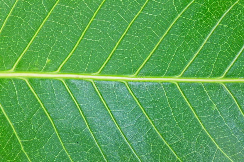Fresh Green Leaf Surface Texture Stock Image - Image of vibrant, nature ...