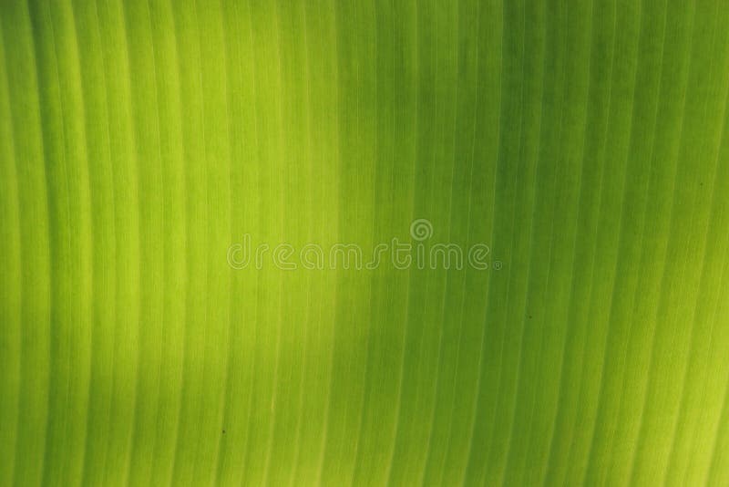 Fresh Green Leaf Texture Background of Banana Stock Photo - Image of ... Fresh Green Leaf Texture Background of Banana Stock Photo - Image of ...
