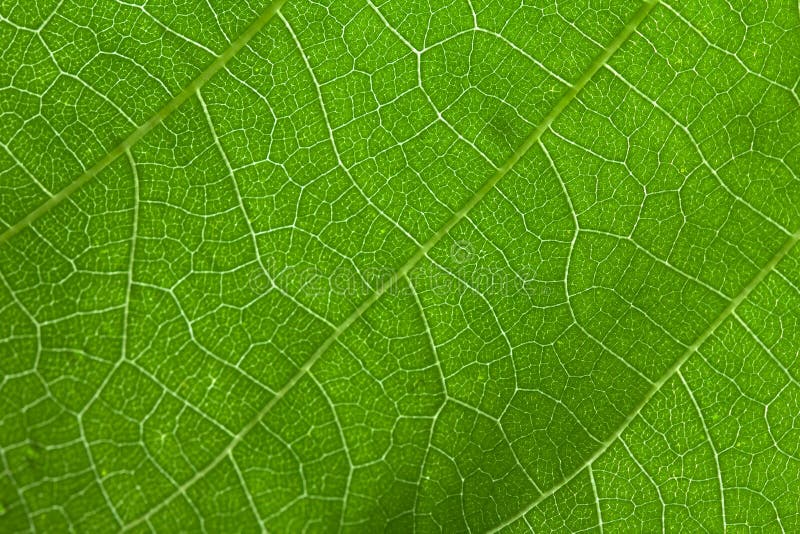 Fresh Green Leaf Texture Macro Close-up Stock Image - Image of fresh ...