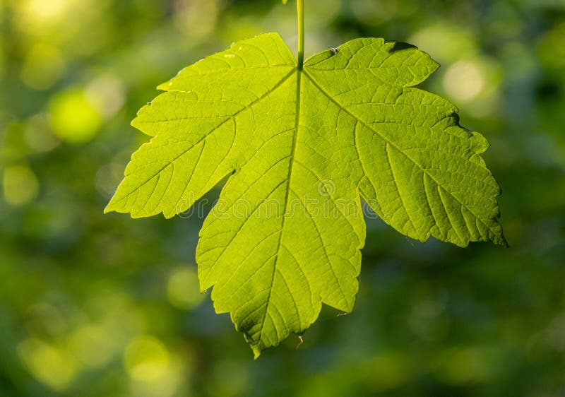 Fresh Green Leaf of a Tree at Spring Stock Image - Image of flora ...