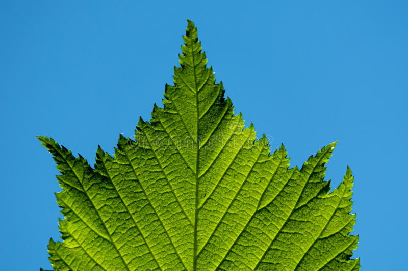 Fresh Green Leaf of a Tree at Spring Stock Image - Image of spring ...