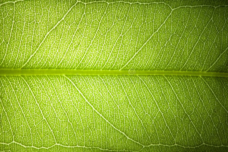 578 Root Veins Stock Photos - Free & Royalty-Free Stock Photos from ...