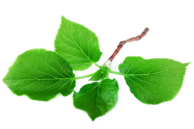 Fresh Green Leaf on White Spring Nature Concept Stock Photo - Image of ...