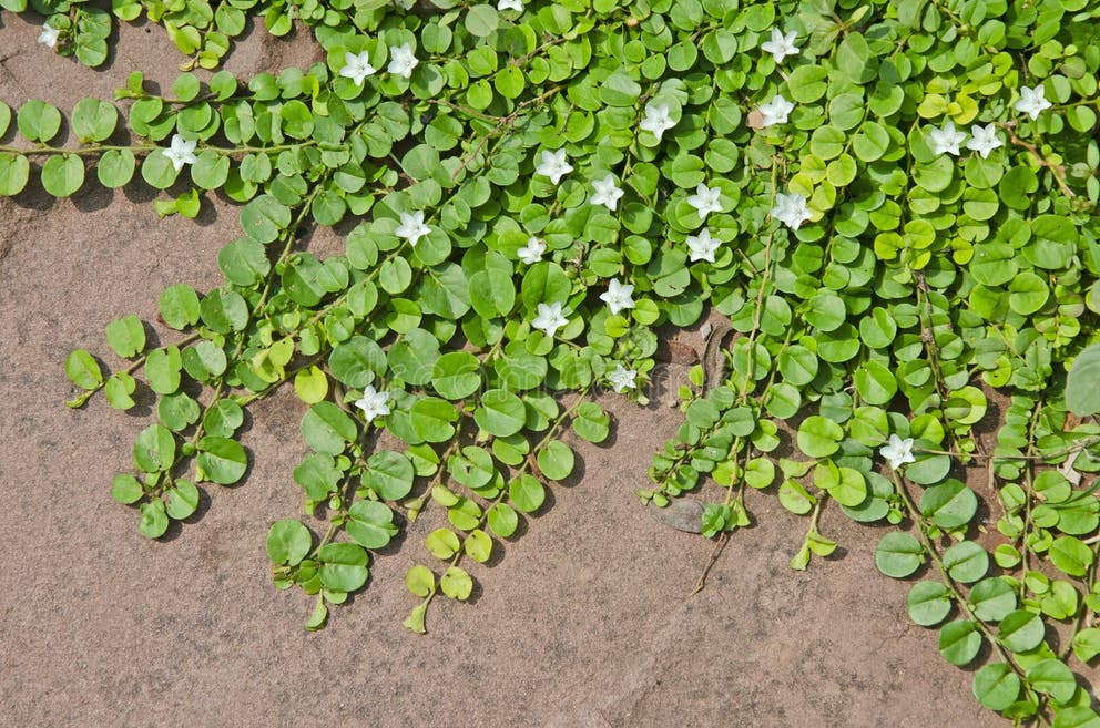 Fresh Green Leave of Roundleaf Bindweed Pattern on Smooth Sandstone ...