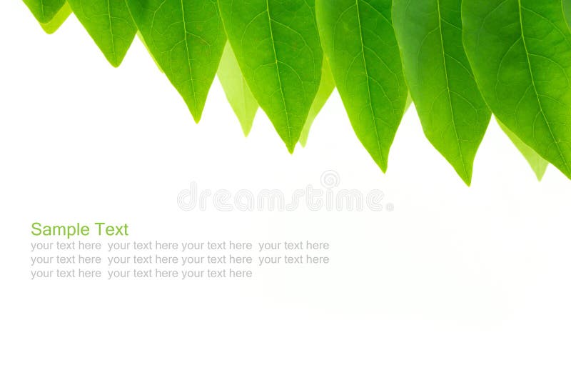 Fresh Green Leave in White Background Stock Image - Image of mentha ...
